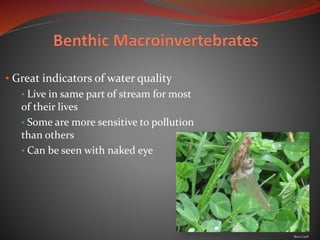 Macroinvertebrates & Stream Health | PPTX