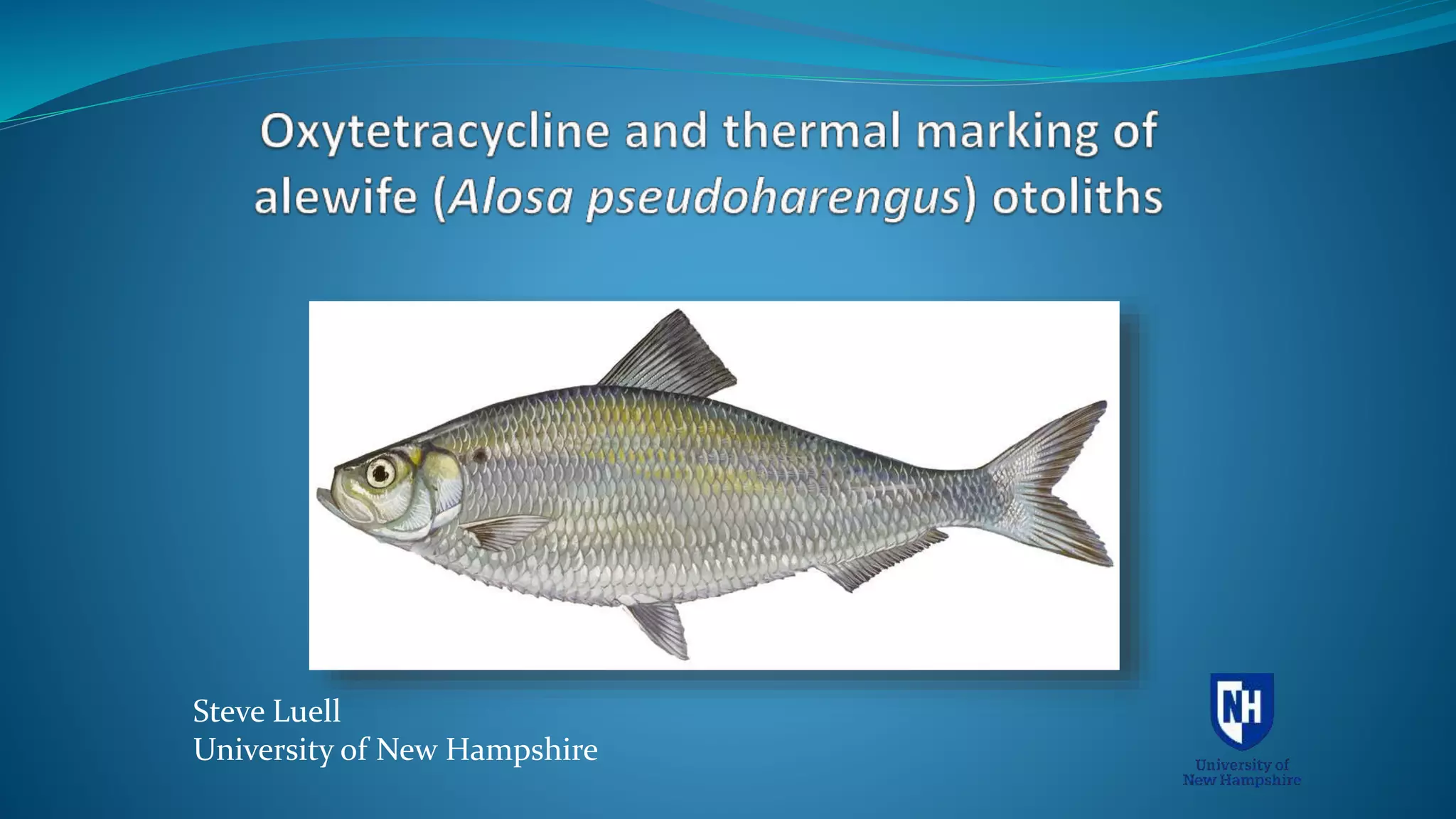 Oxytetracycline and thermal marking of alewife (Alosa pseudoharengus ...