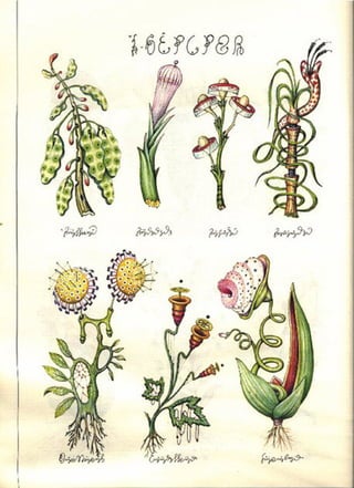 Luigi Serafini - Codex Seraphinianus | PDF