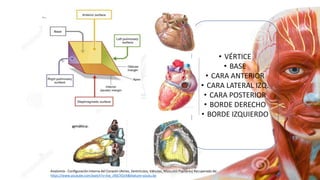 GENERALIDADES DEL SISTEMA CARDIOVASCULAR, CORAZÓN Y TIPOS DE VASOS ...