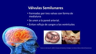 GENERALIDADES DEL SISTEMA CARDIOVASCULAR, CORAZÓN Y TIPOS DE VASOS ...