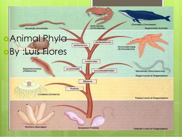 Luis flores animal phyla
