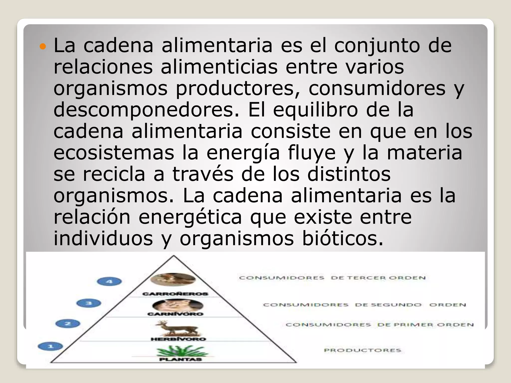 Luis la cadena alimenticia | PPTX