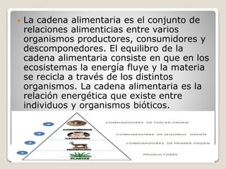 Luis la cadena alimenticia | PPTX