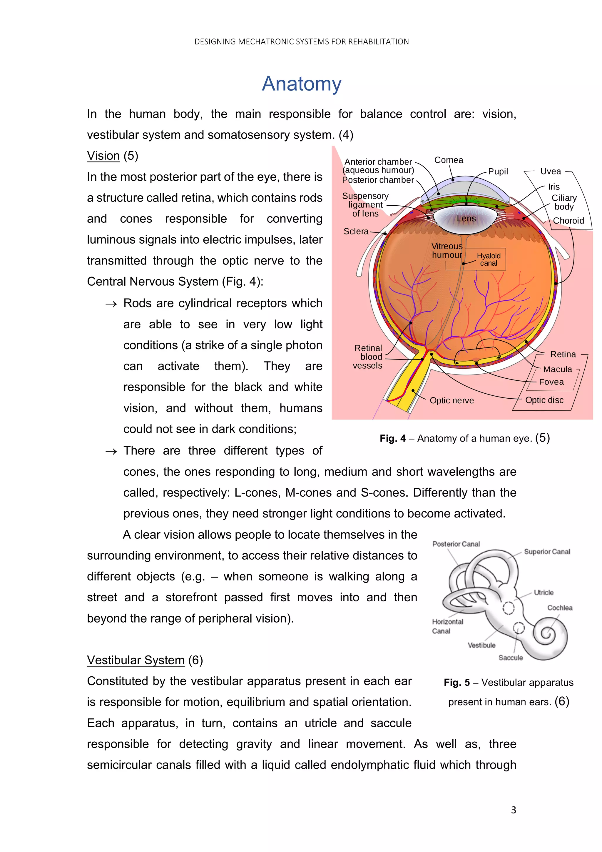 Human Balance - Anatomy & ZMP | PDF