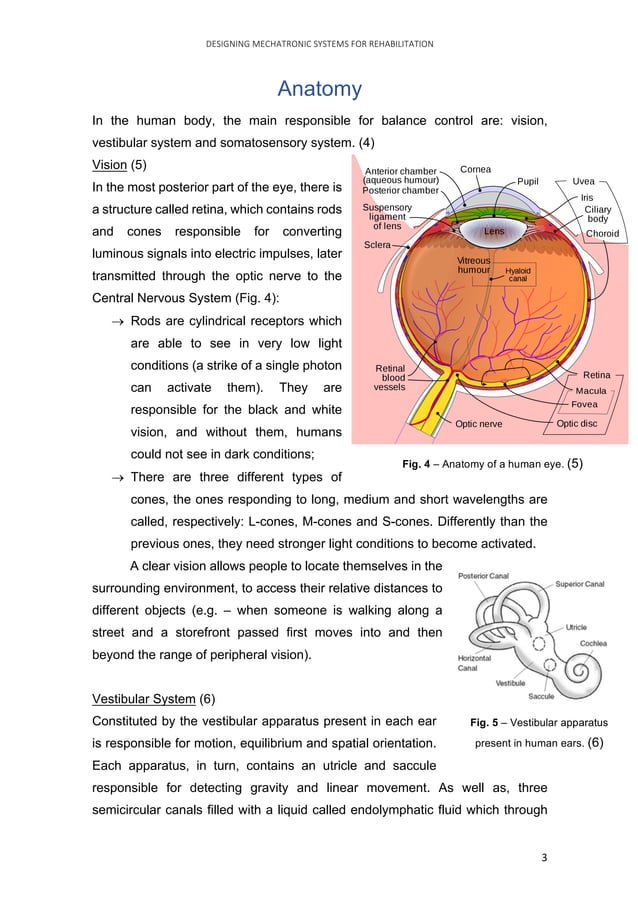 Human Balance - Anatomy & ZMP | PDF