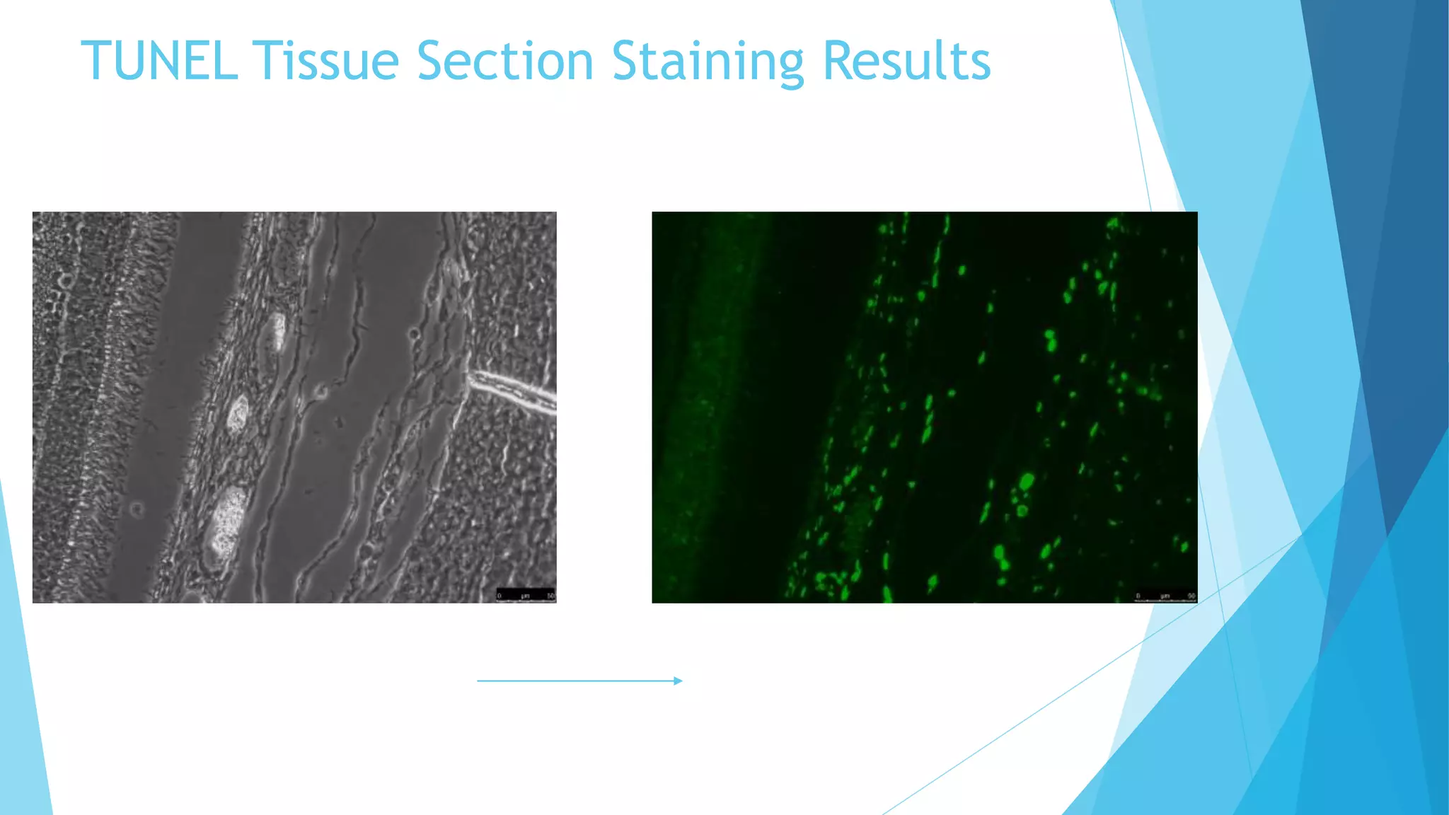 Luke Lomas Work Placement Presentation | PPT