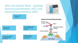 Luke Lomas Work Placement Presentation | PPT