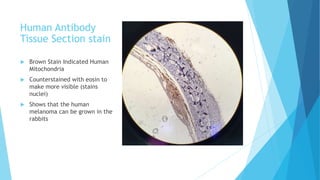 Luke Lomas Work Placement Presentation | PPT