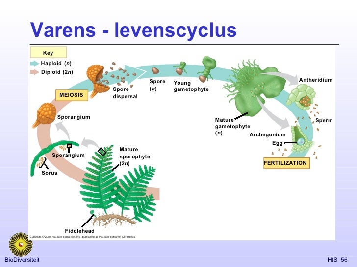 Plantenrijk (1)