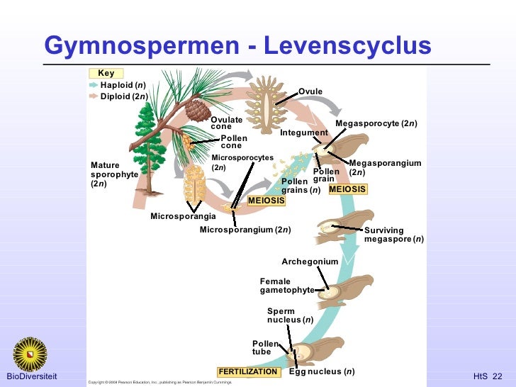 Unterschied Zwischen Angiospermen Und Gymnospermen