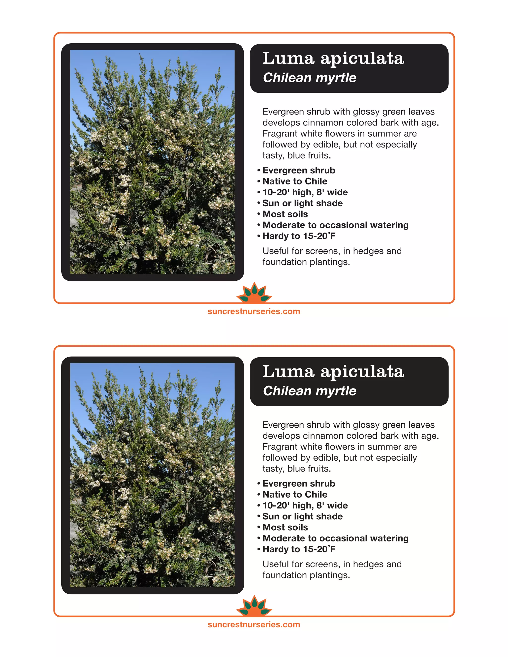 Luma apiculata label | PDF