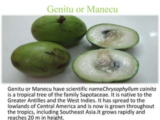 Lumajang city new | PPTX