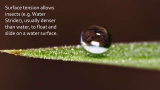 The Properties of Water | PPT