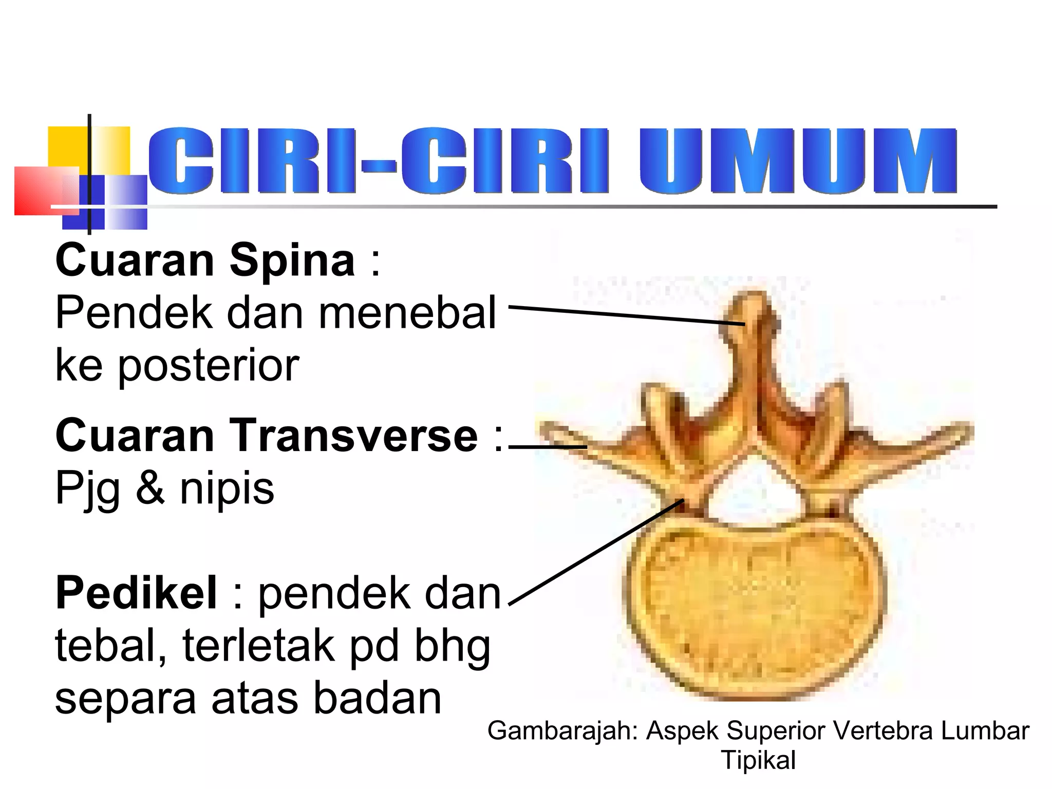 Sistem Lokomotor Lumbar | PPT