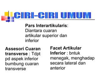 Sistem Lokomotor Lumbar | PPT