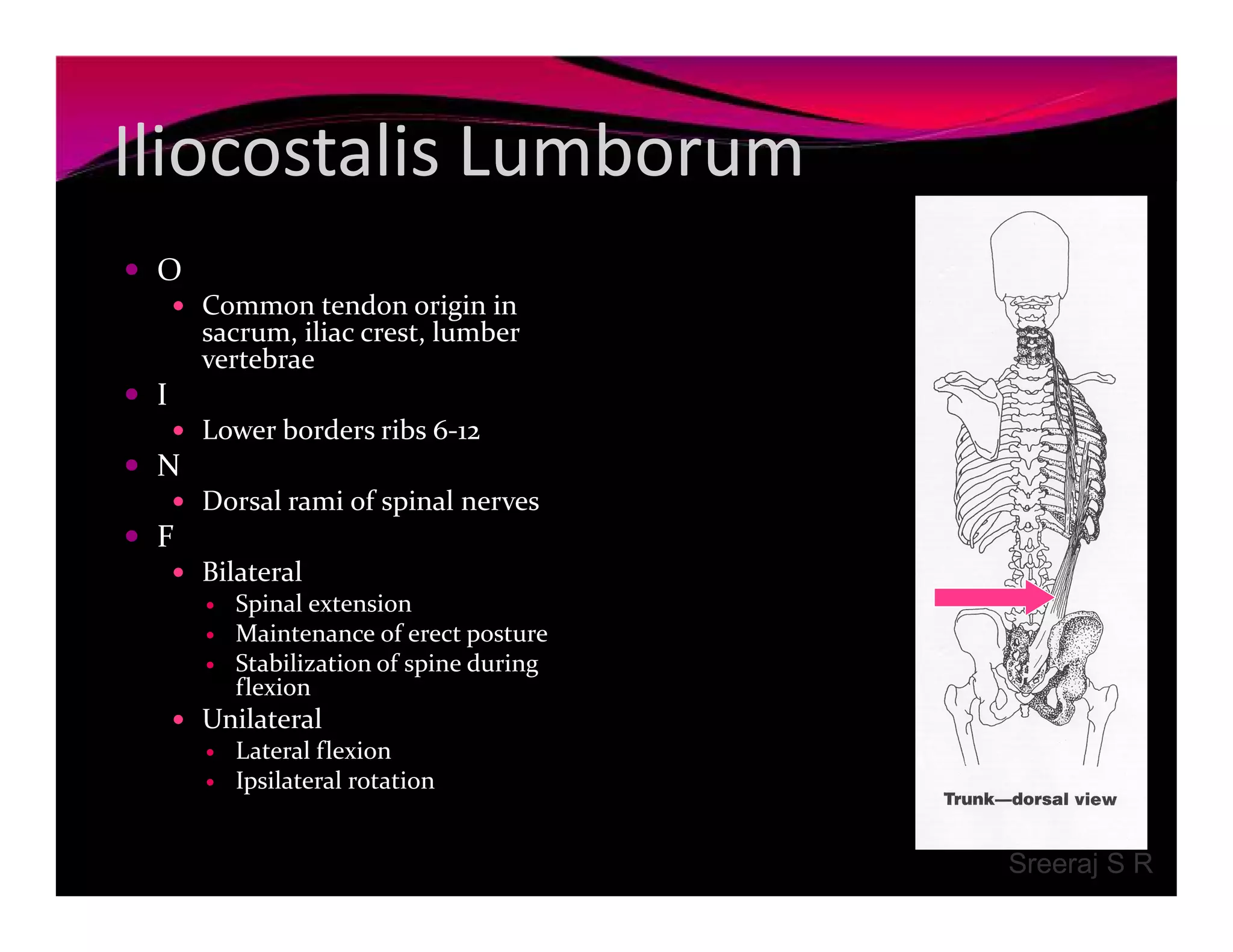 Lumbar and sacral Biomechanics | PDF