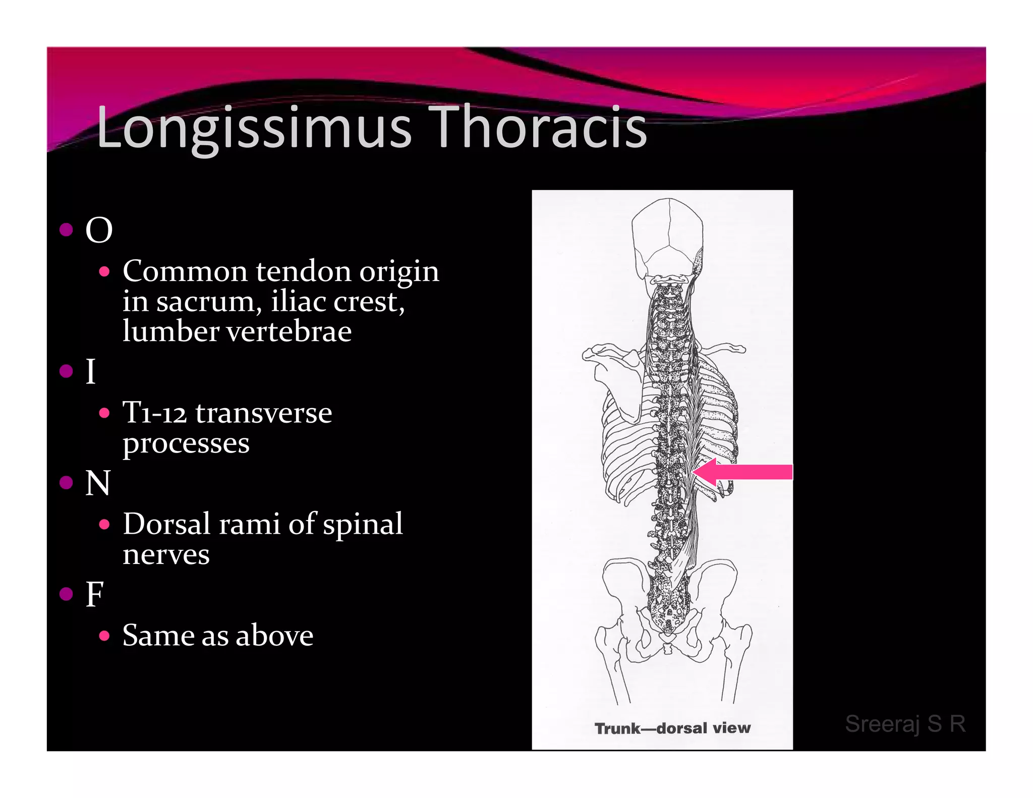 Lumbar and sacral Biomechanics | PDF
