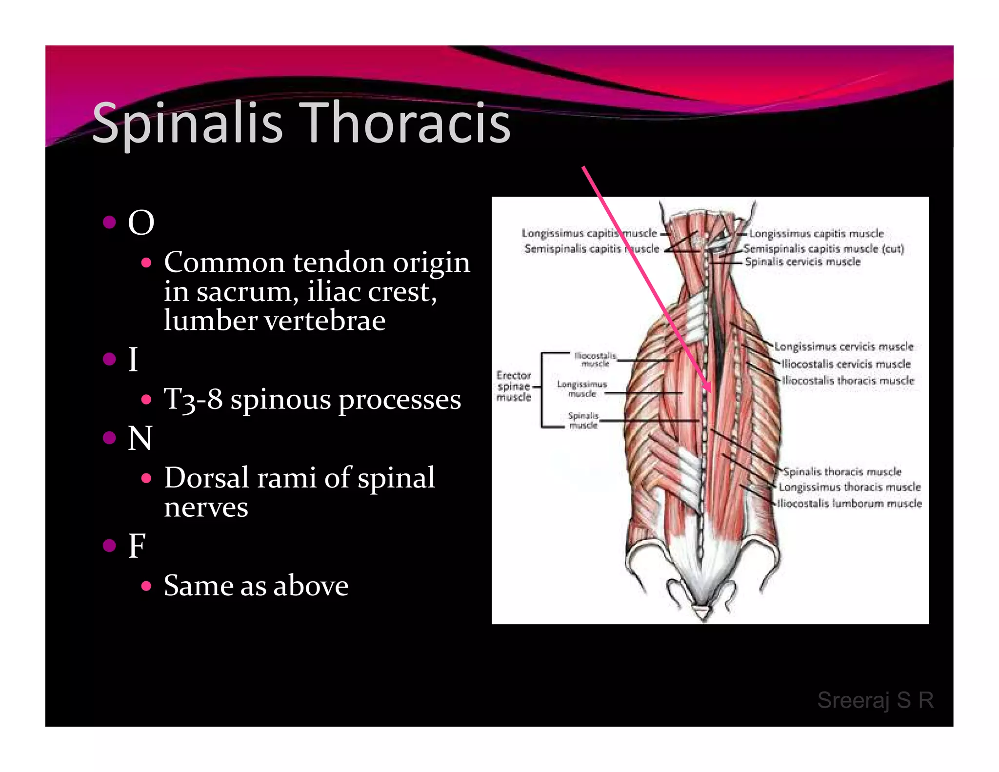 Lumbar and sacral Biomechanics | PDF