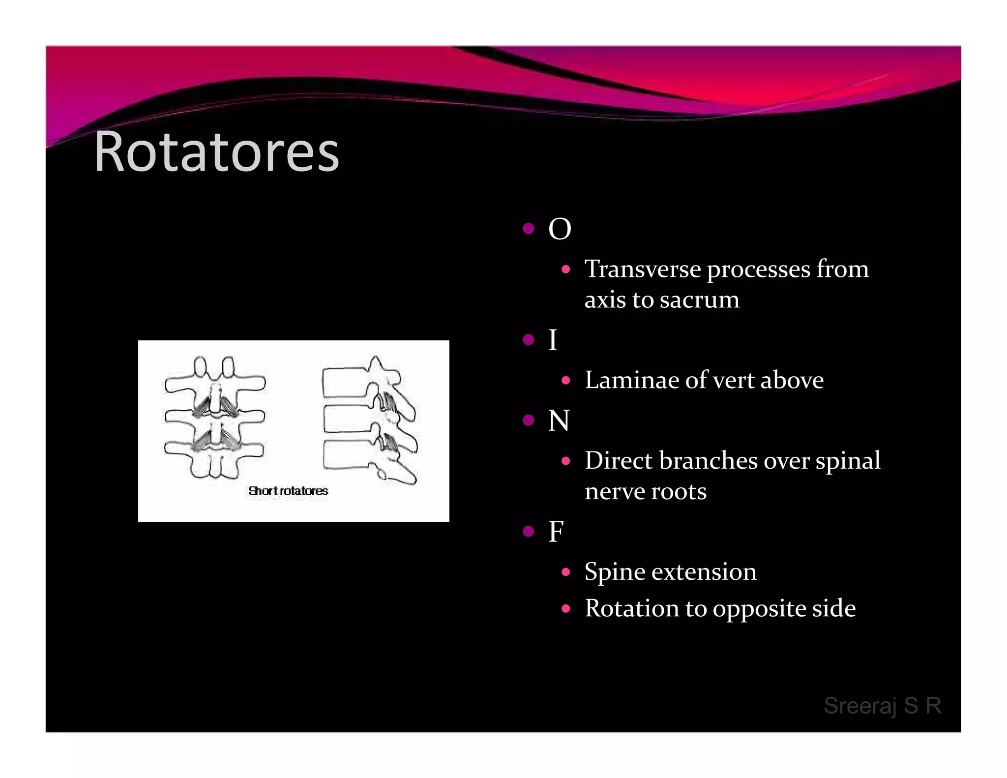 Lumbar and sacral Biomechanics | PDF
