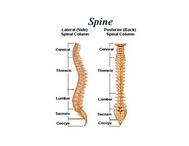 Lumbar and sacral Biomechanics