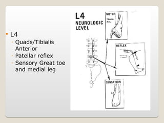 Lumbar disc herniation- a cause of disability .ppt