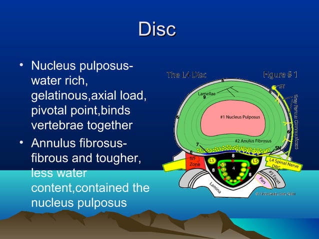 Lumbar disc presentation dr ajay bajaj neurosurgeon | PPT