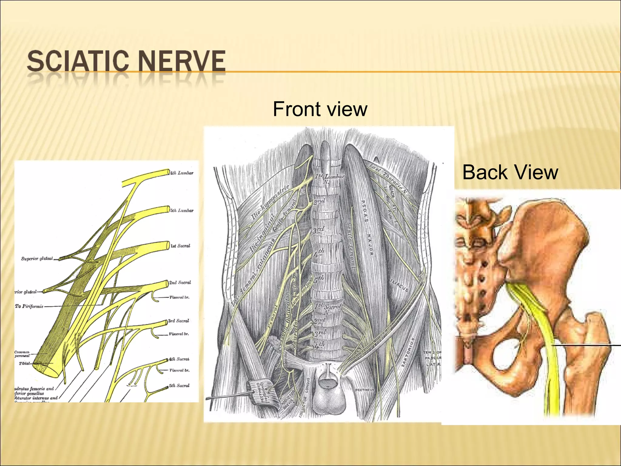 Lumbar Spine and Sciatica | PPT | Physical Therapy | Wellness