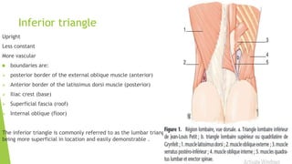 Inferior Lumbar Triangle