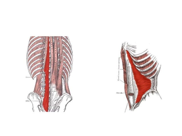 Lumbar Motor Control Training.pptx