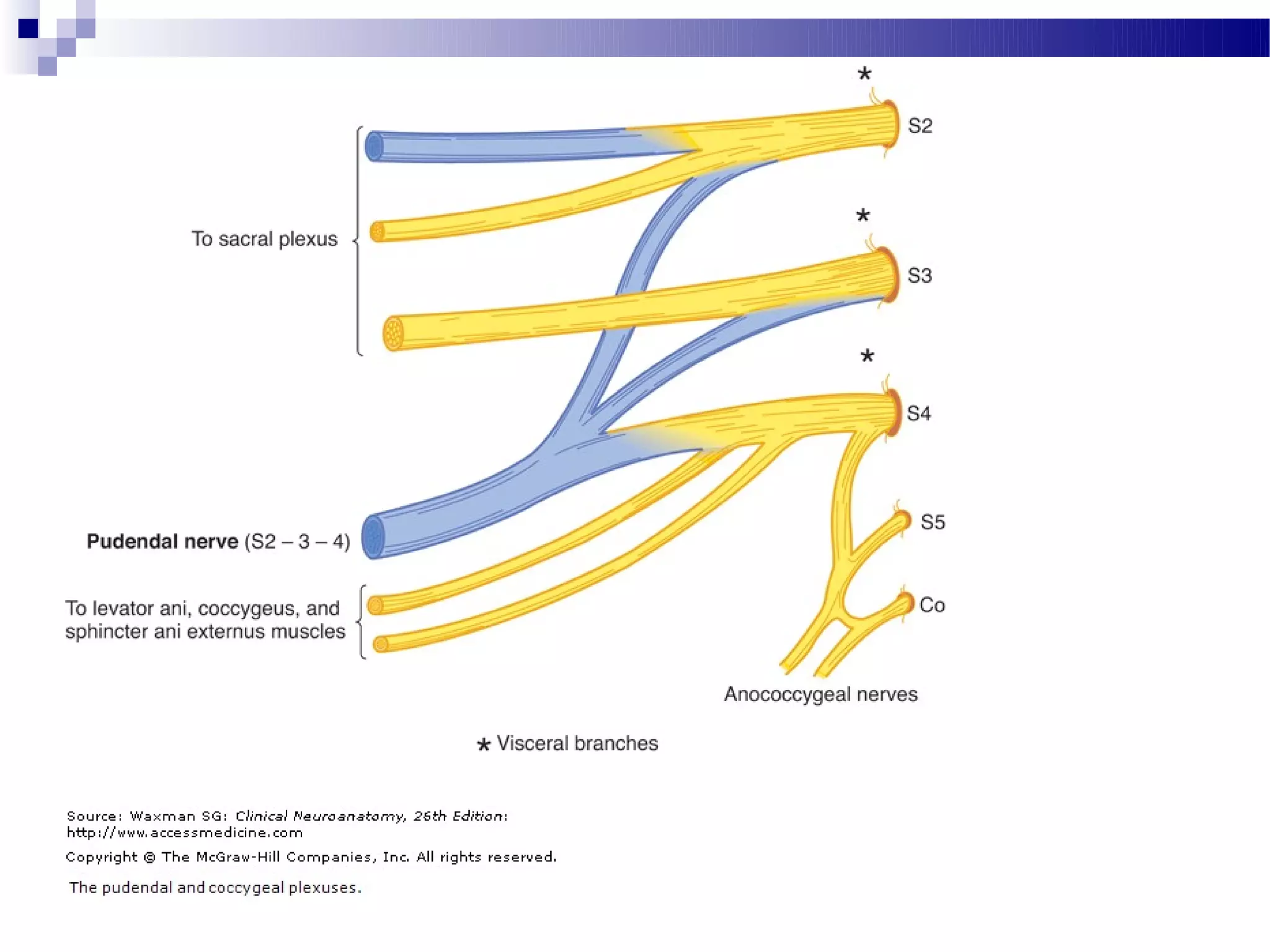 Lumbar plexus | PPT