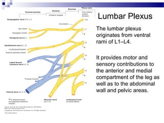 Lumbar plexus | PPT