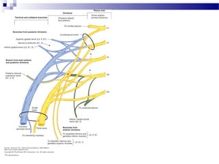 Lumbar plexus | PPT