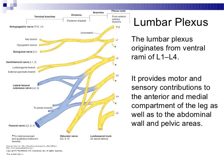 Lumbar plexus