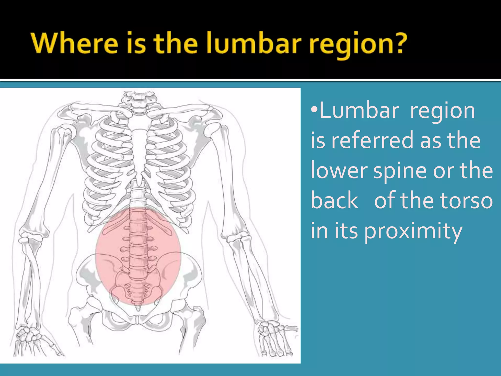 Lumbar plexus | PPTX