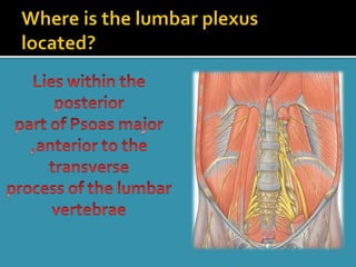 Lumbar plexus | PPTX