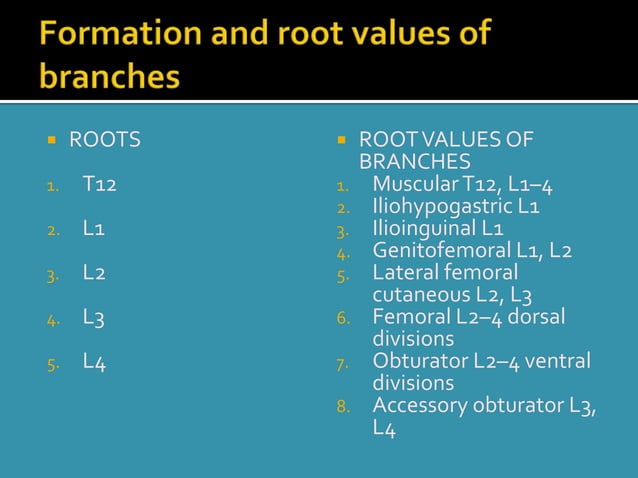 Lumbar plexus | PPT