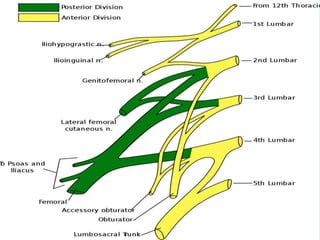 Lumbar plexus | PPTX