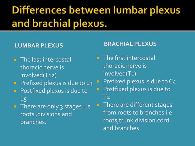 Lumbar plexus | PPT