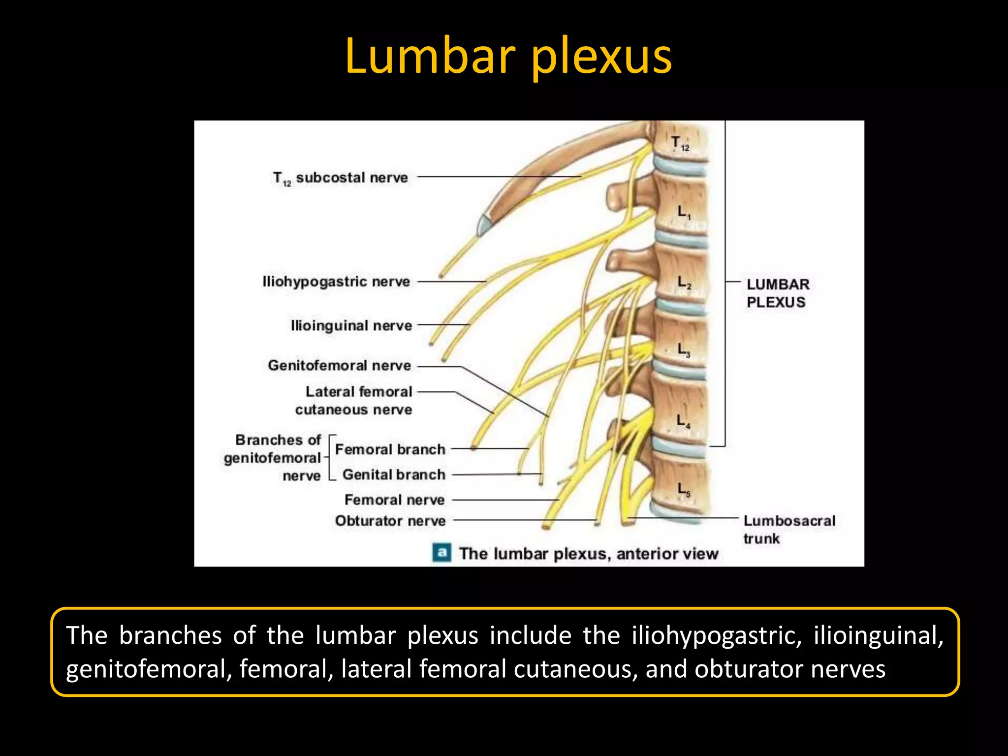 Lumbar plexus | PPTX