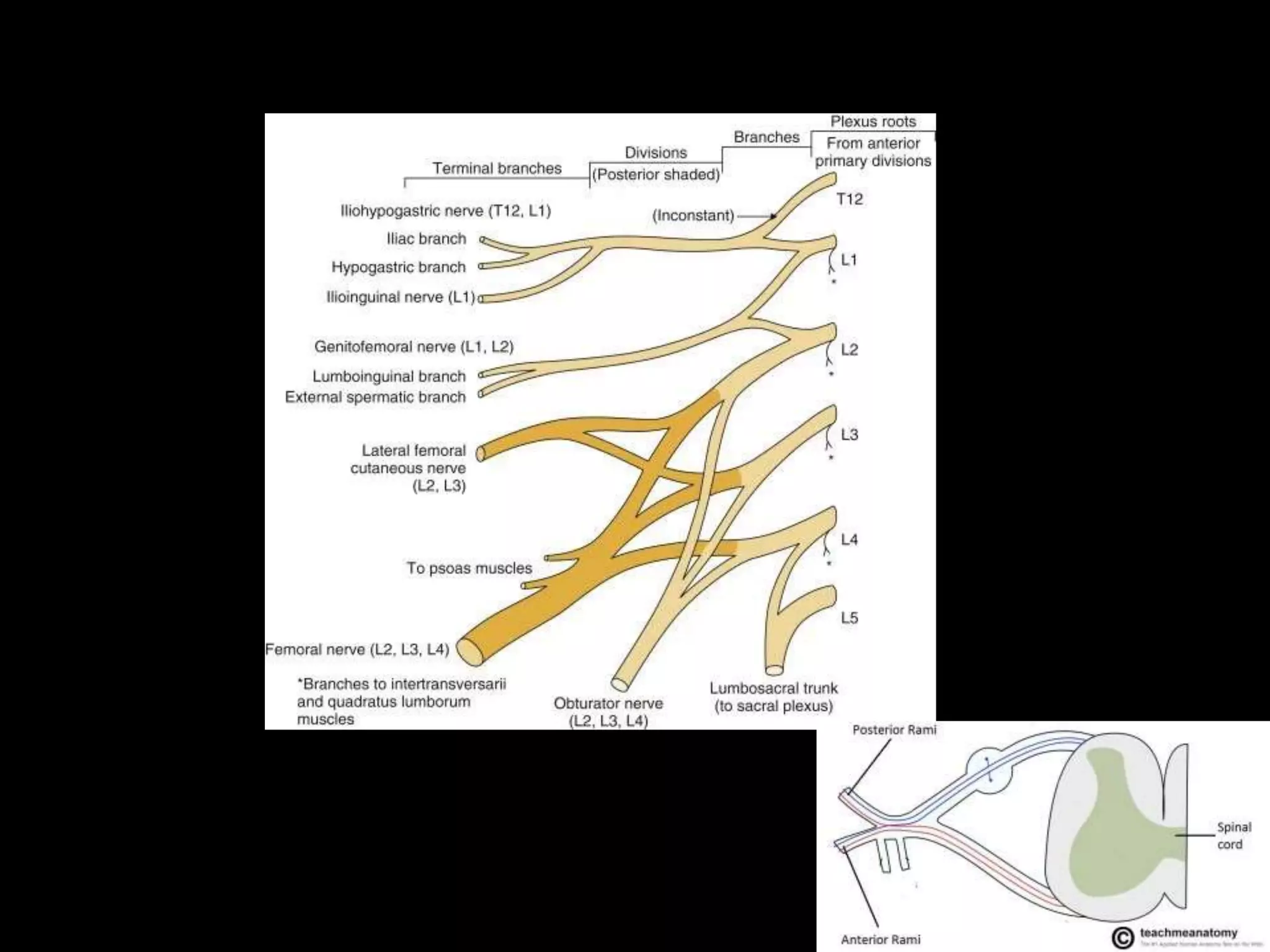 Lumbar plexus | PPTX