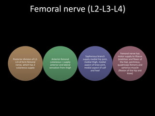 Lumbar plexus | PPTX