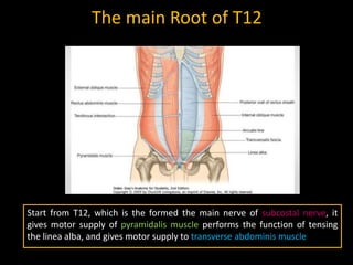 Lumbar plexus | PPTX | Death, Injury, or Military Conflict | Sensitive ...