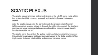 LUMBAR PLEXUS.pptx