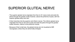 LUMBAR PLEXUS.pptx