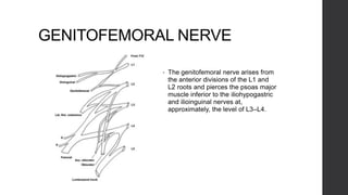 LUMBAR PLEXUS.pptx