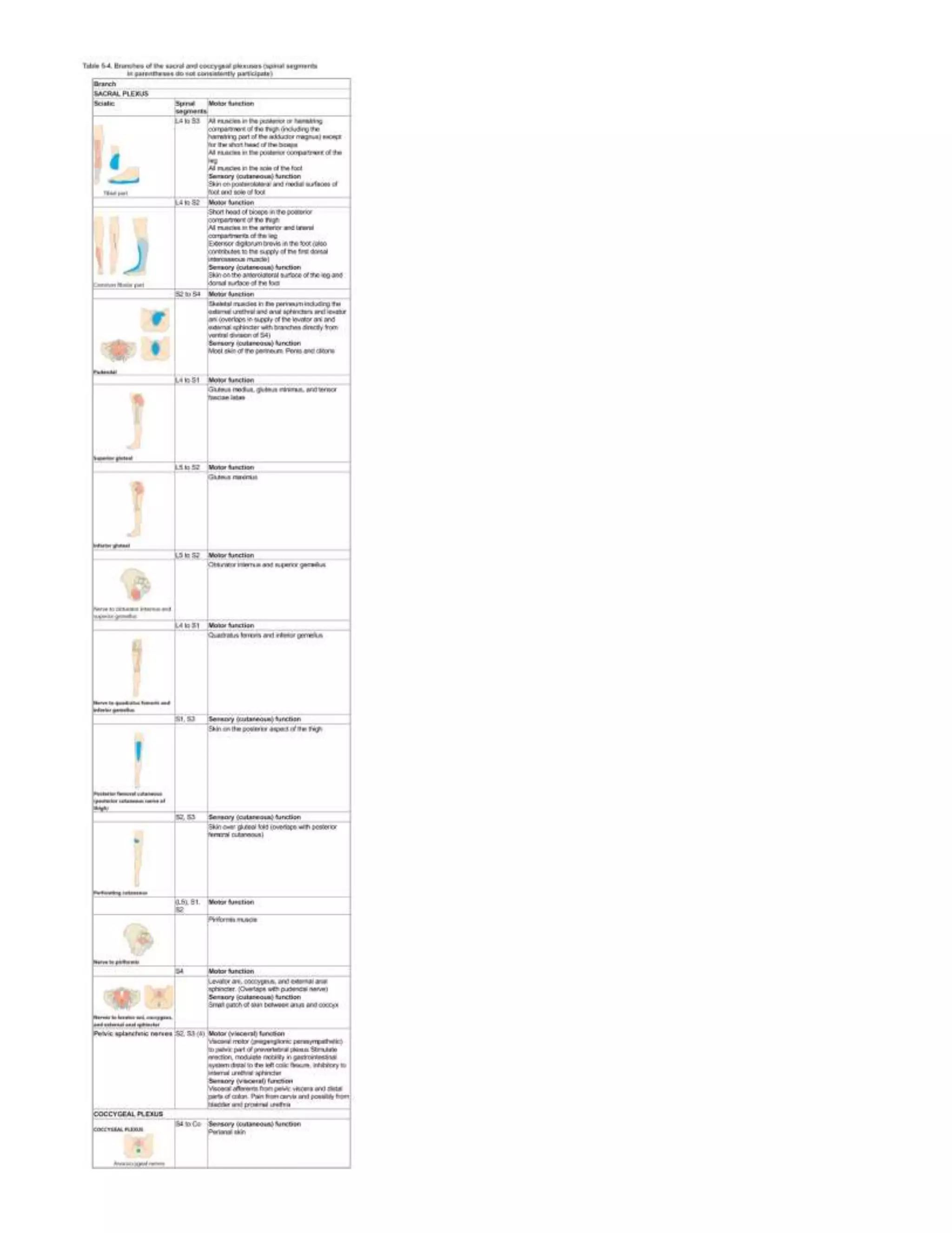 Lumbar plexus (grays anatomy) | DOCX