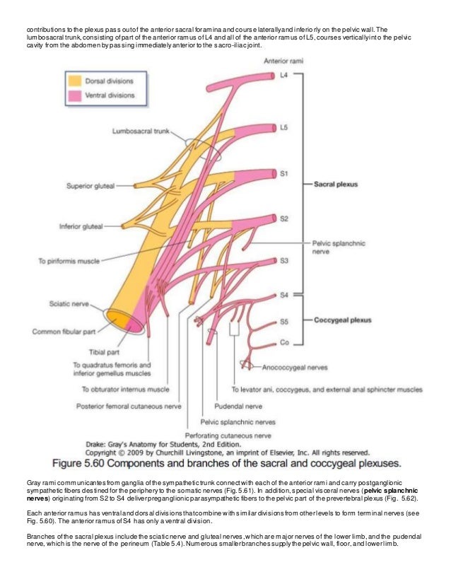Lumbar plexus (grays anatomy)