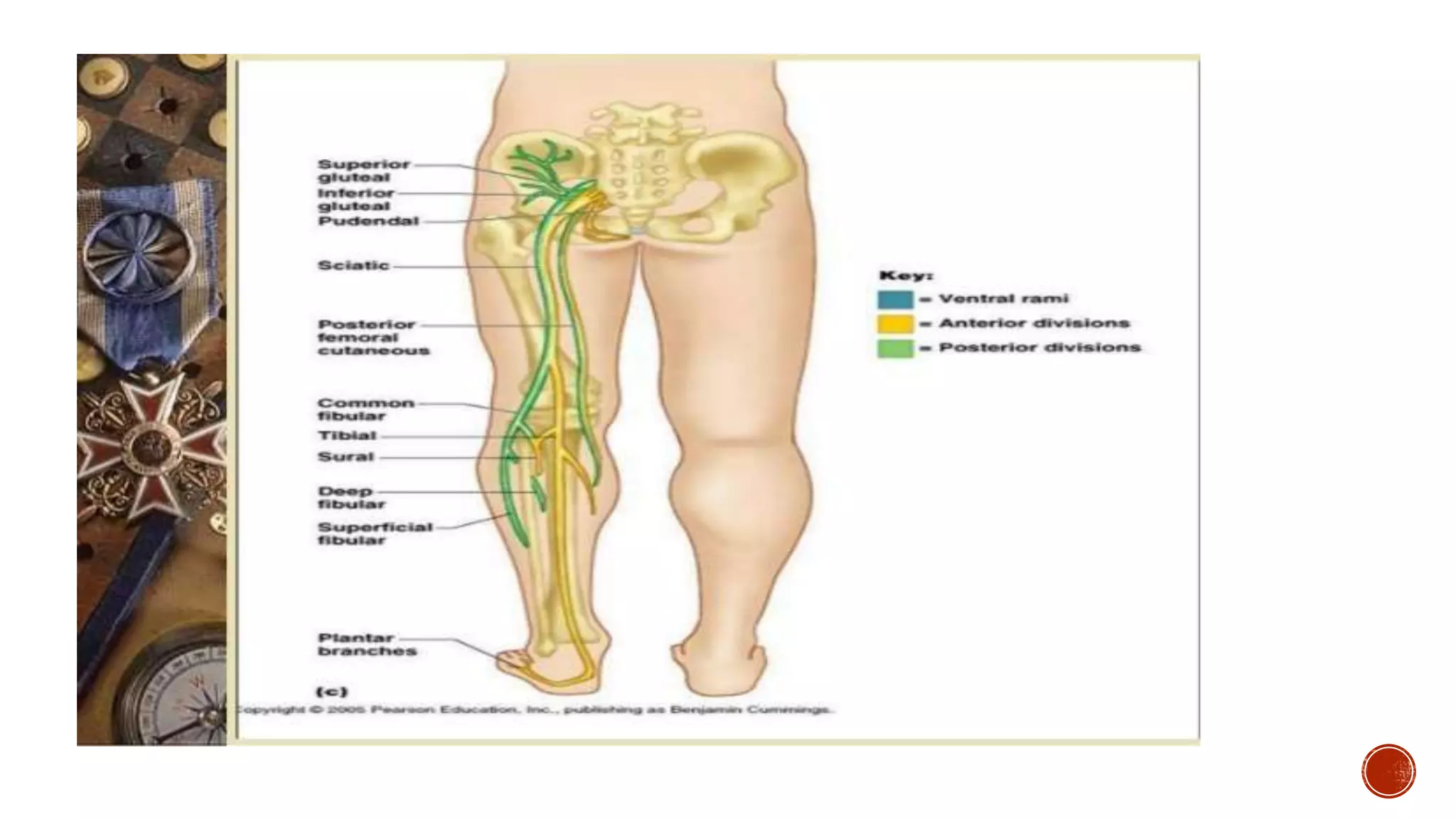 Lumbar plexus plexopathy.pptx