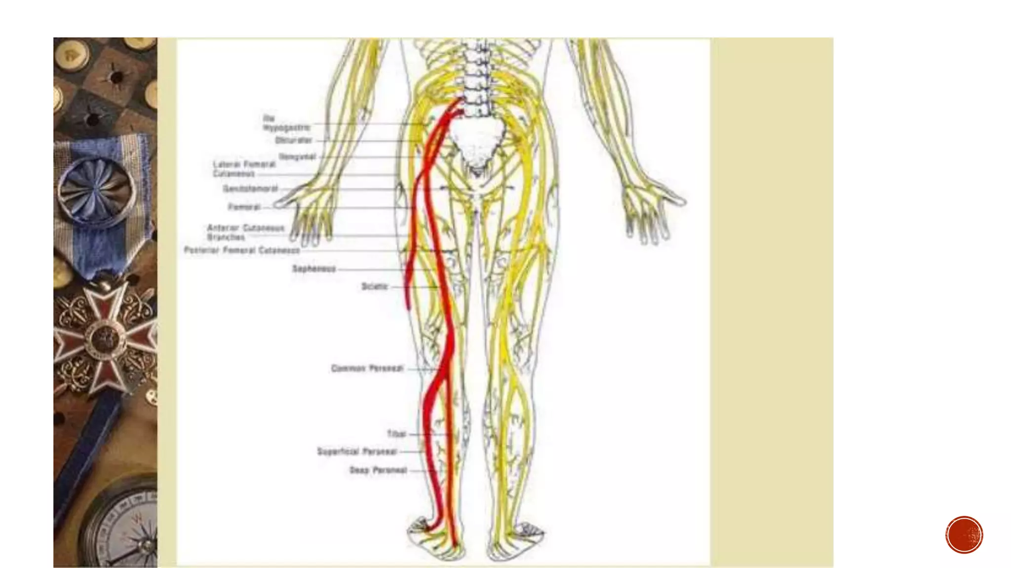 Lumbar plexus plexopathy.pptx